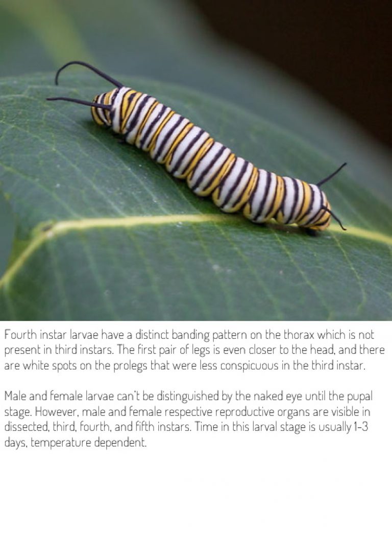 Life Cycle - Monarch Butterflies