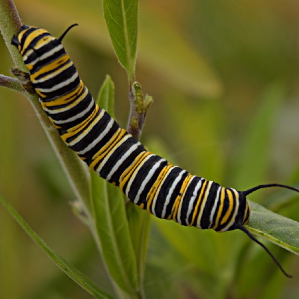 Gallery - Monarch Butterflies