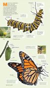 About - Monarch Butterflies