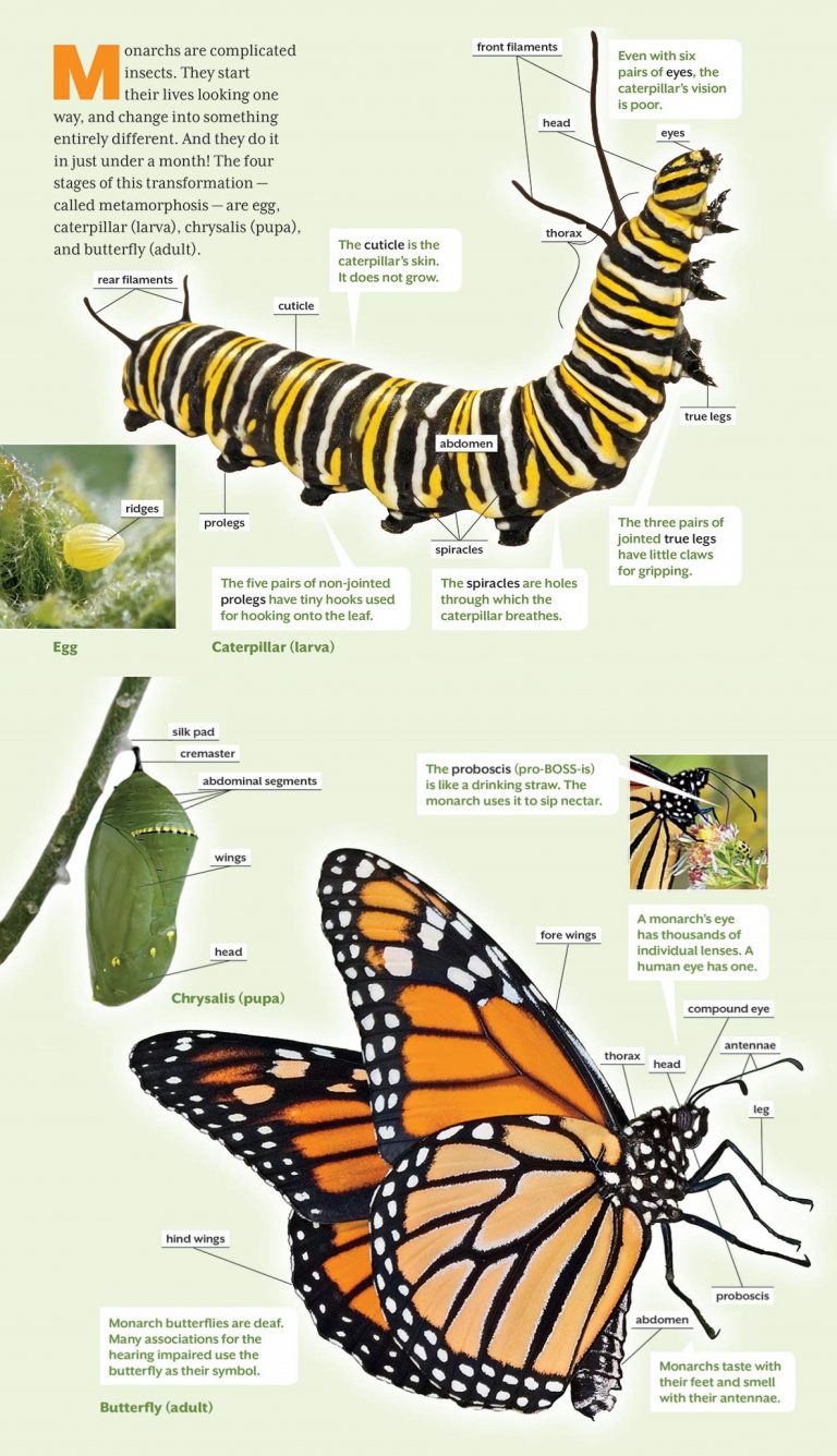 About - Monarch Butterflies