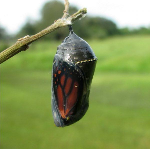 Monarch Butterflies New Zealand