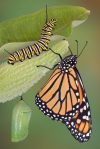 Monarch Butterflies