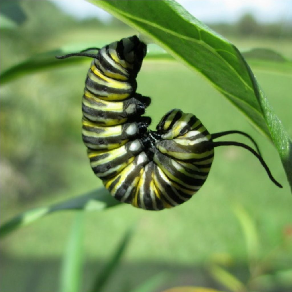 Monarch Butterflies New Zealand