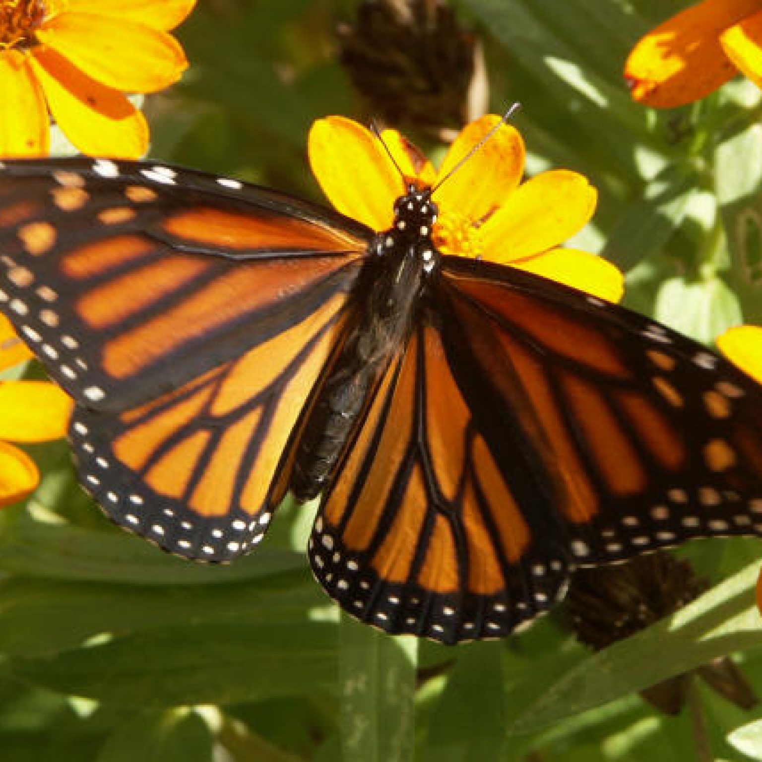 Life Cycle – Monarch Butterflies
