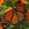 Life Cycle – Monarch Butterflies