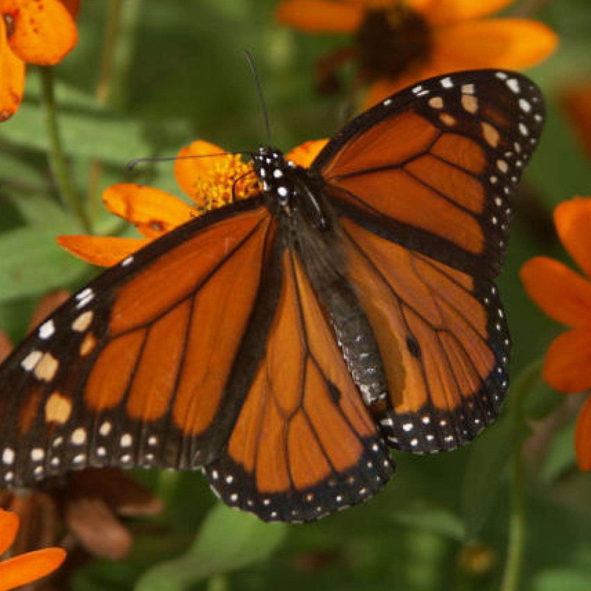 Life Cycle – Monarch Butterflies