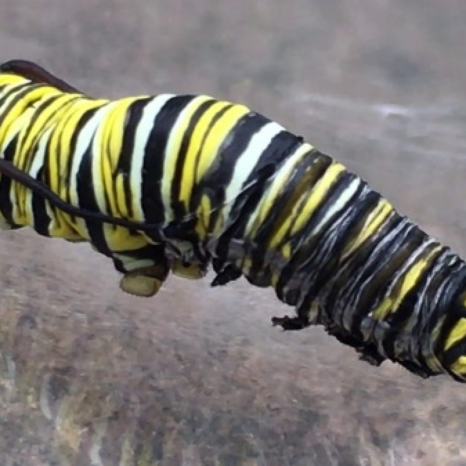 Gallery - Monarch Butterflies