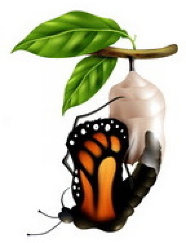 Life Cycle - Monarch Butterflies