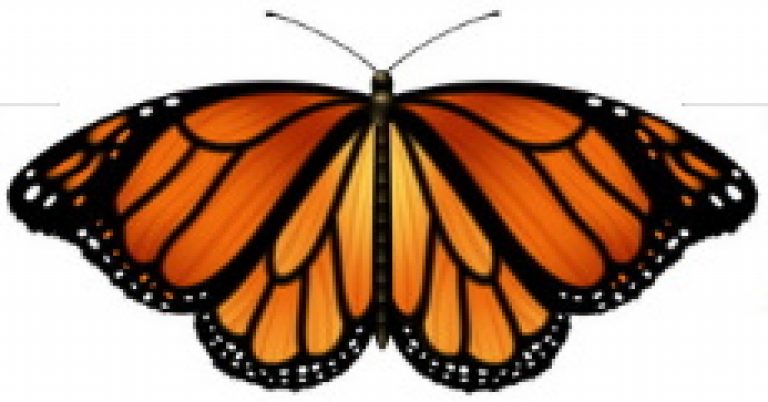 Life Cycle – Monarch Butterflies