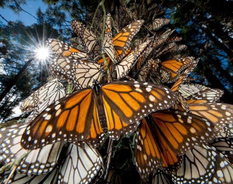 Life Cycle – Monarch Butterflies