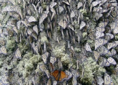 Wings 1 - Monarch Butterflies