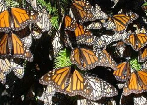 Wings 10 - Monarch Butterflies