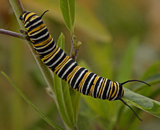 Memory - Monarch Butterflies