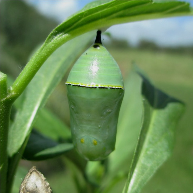 Memory - Monarch Butterflies