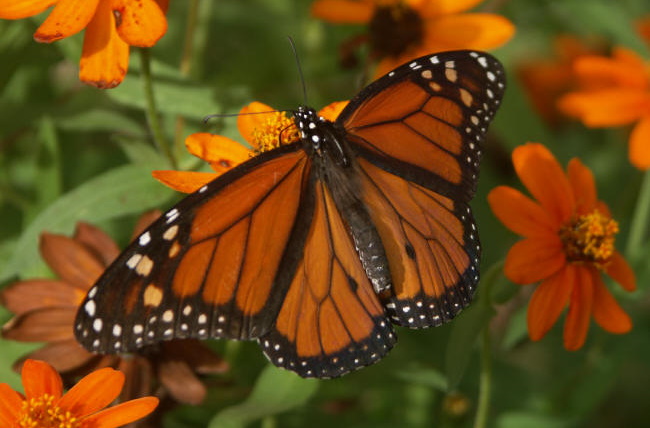 Memory - Monarch Butterflies