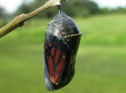 Memory - Monarch Butterflies