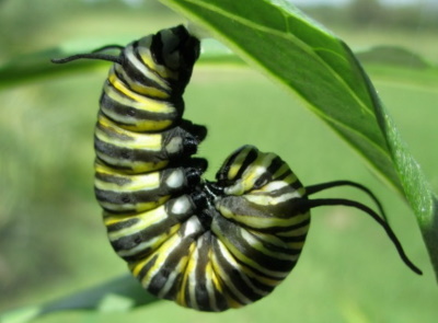 Memory - Monarch Butterflies
