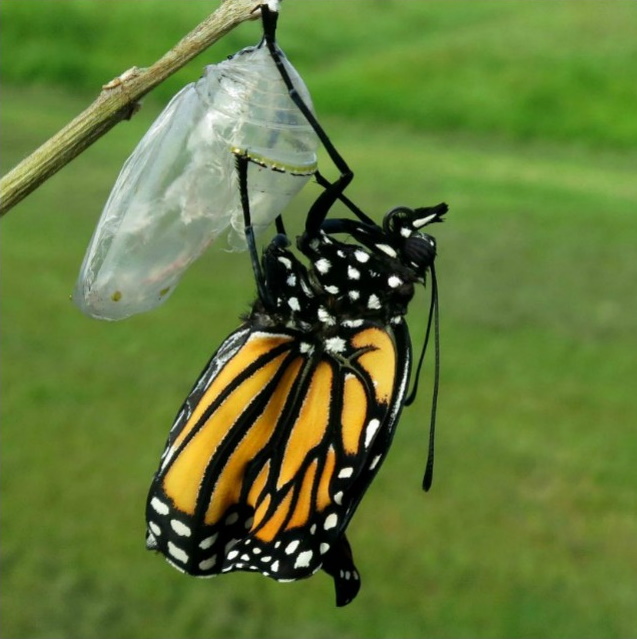 Memory - Monarch Butterflies